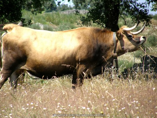 Ruralbit | Genpro Online